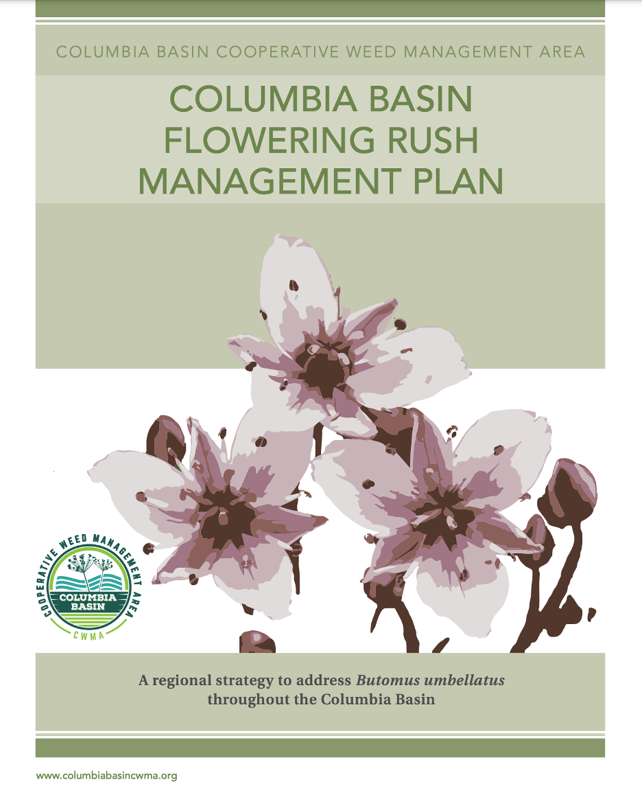 Flowering Rush – Salish Kootenai College Extension Office Official Website